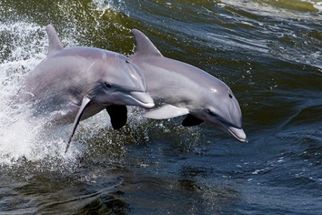 Dolphin Sightseeing Boat Tour from Melbourne | Cruise Cocoa
